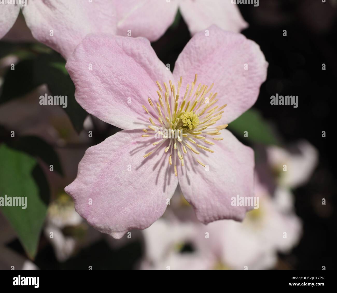 Montana clematis hi-res stock photography and images - Alamy