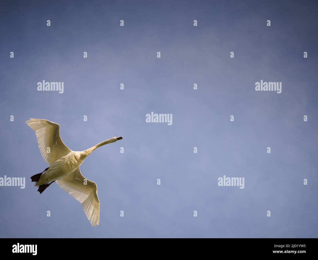 Swan photographed in full flight on a beautiful sunny day. Freedom to ...