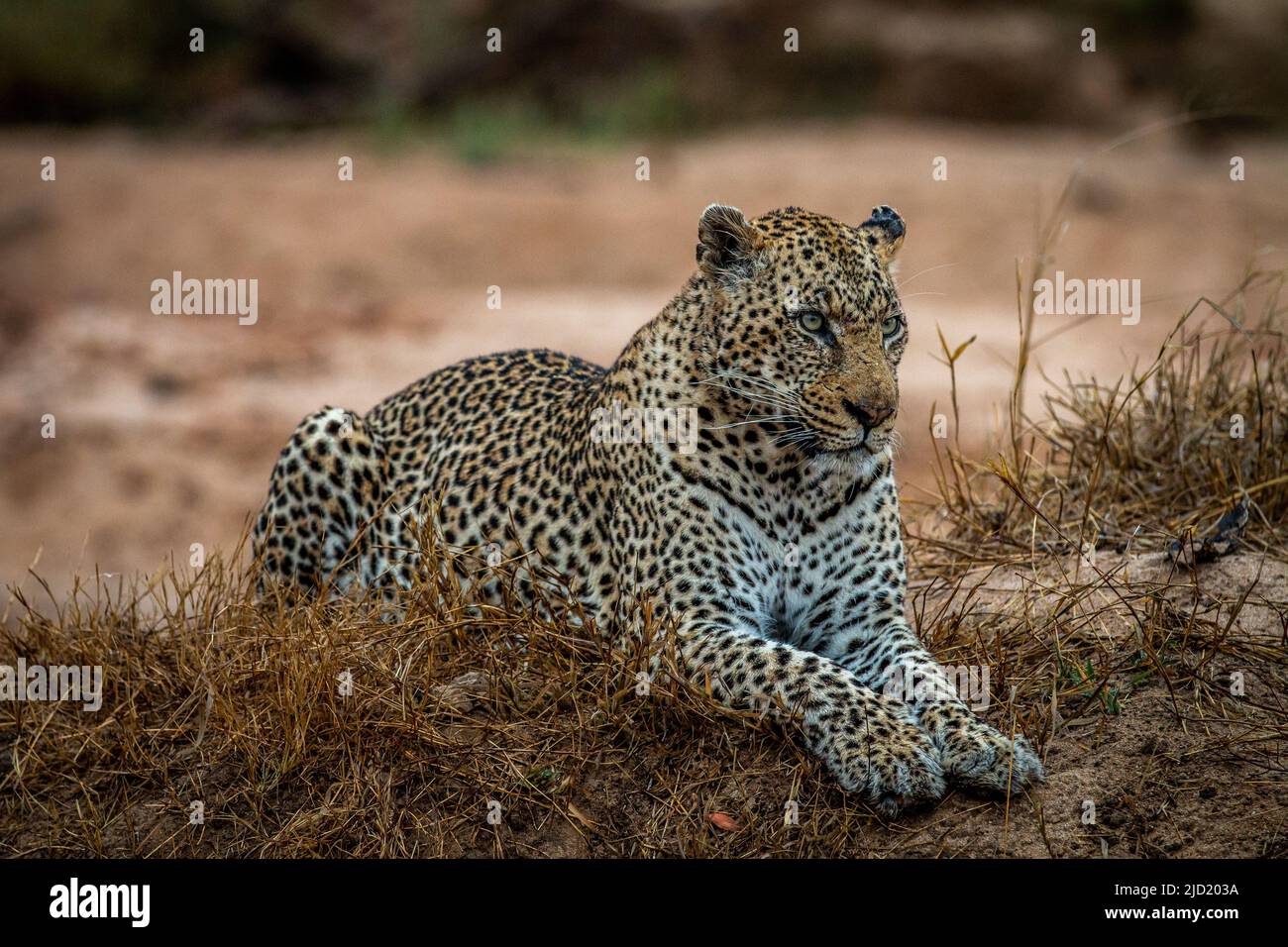 Big male Leopard laying in the grass in the Kruger National Park, South ...