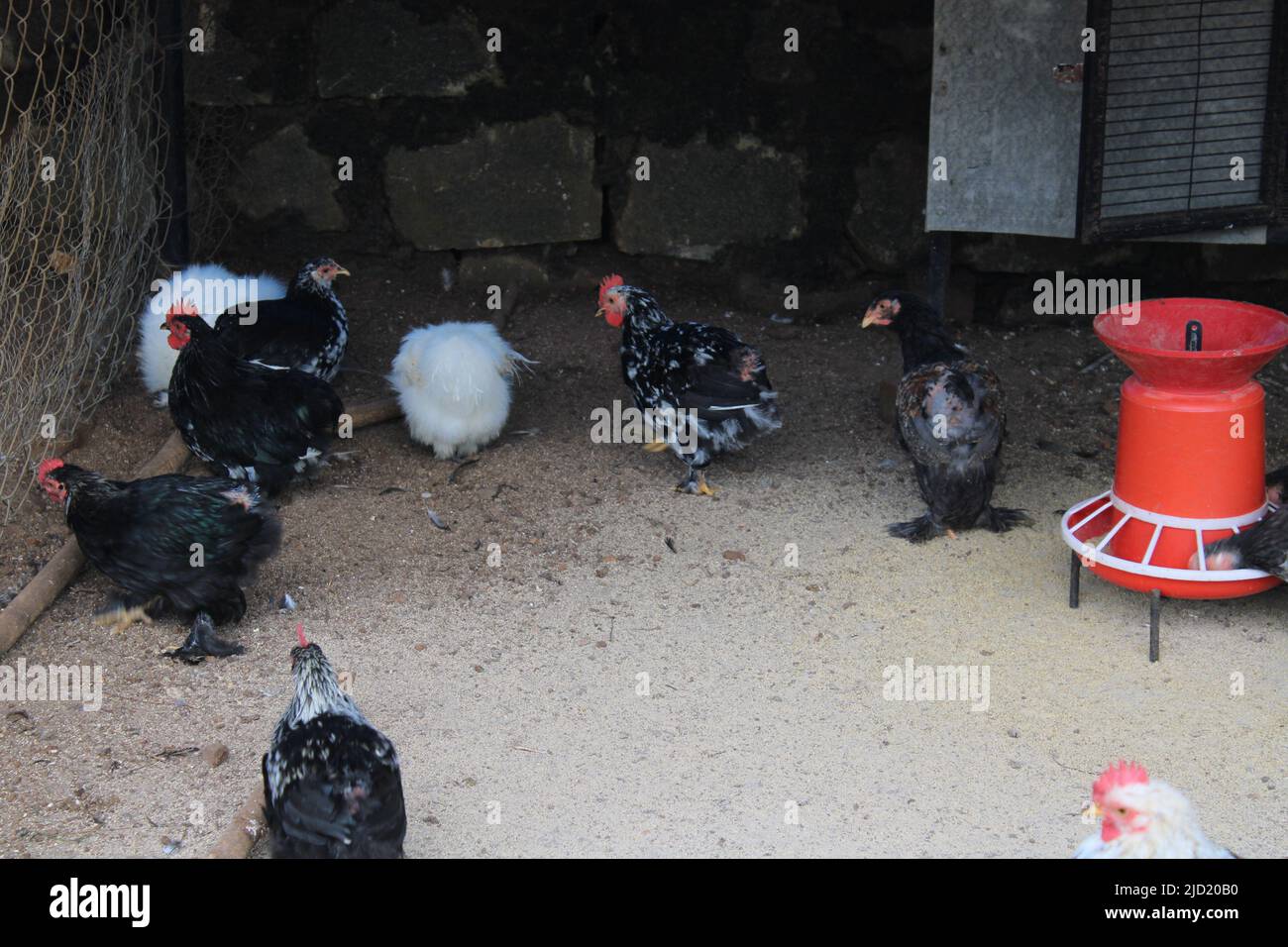 Silver laced bantam brahma rooster hi-res stock photography and images ...