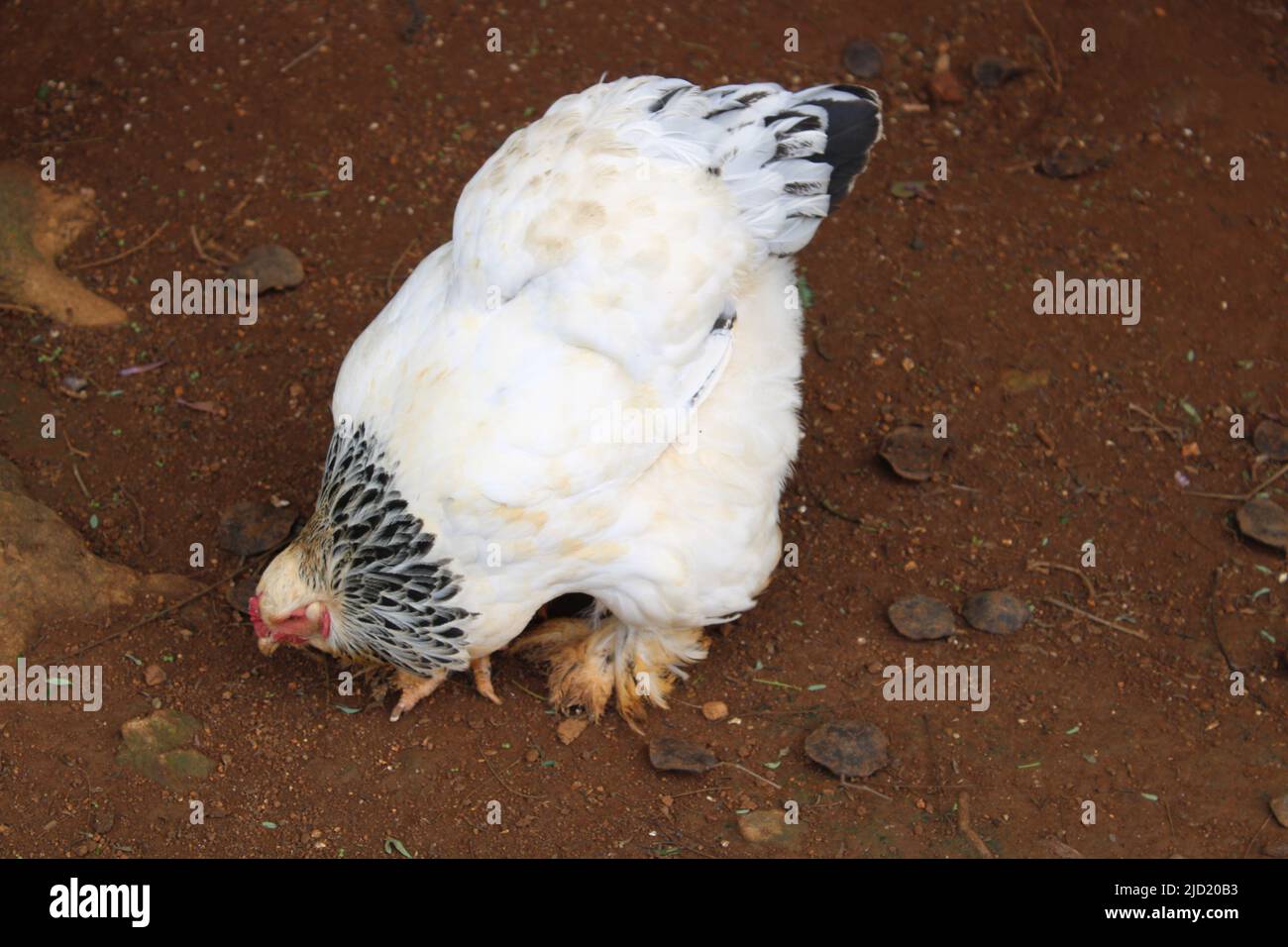 Silver laced bantam brahma rooster hi-res stock photography and images ...