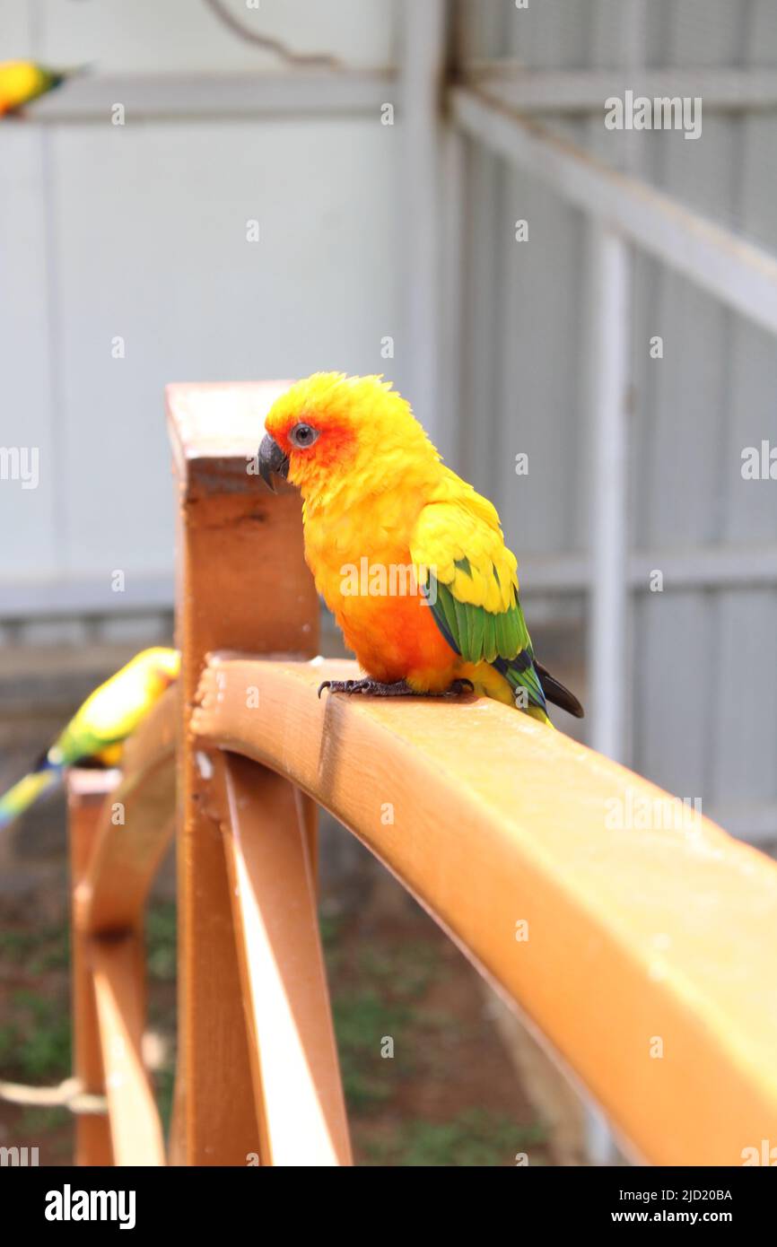 Sun Conure (Aratinga solstitialis Stock Photo - Alamy