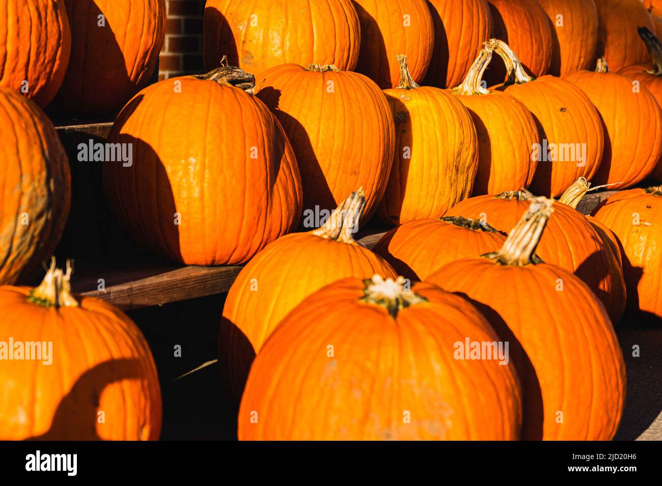 Many pumkins hi-res stock photography and images - Alamy