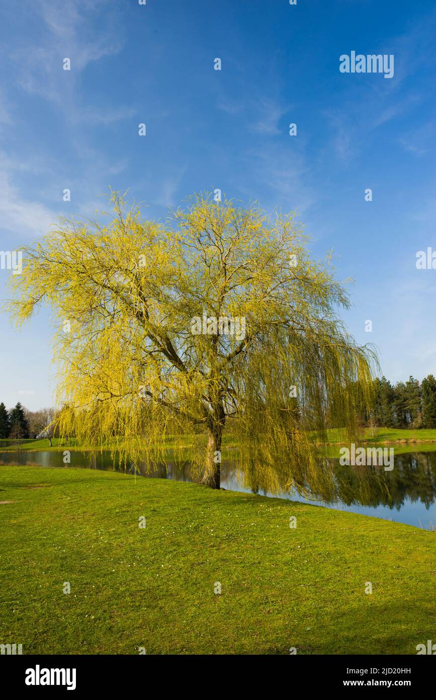 The weeping willow at the water's edge. Beauty of nature. Place for ...
