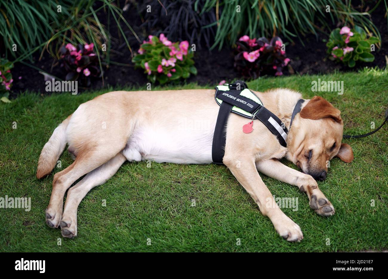 An explosive search dog relaxes in the shade on a patch of grass during ...
