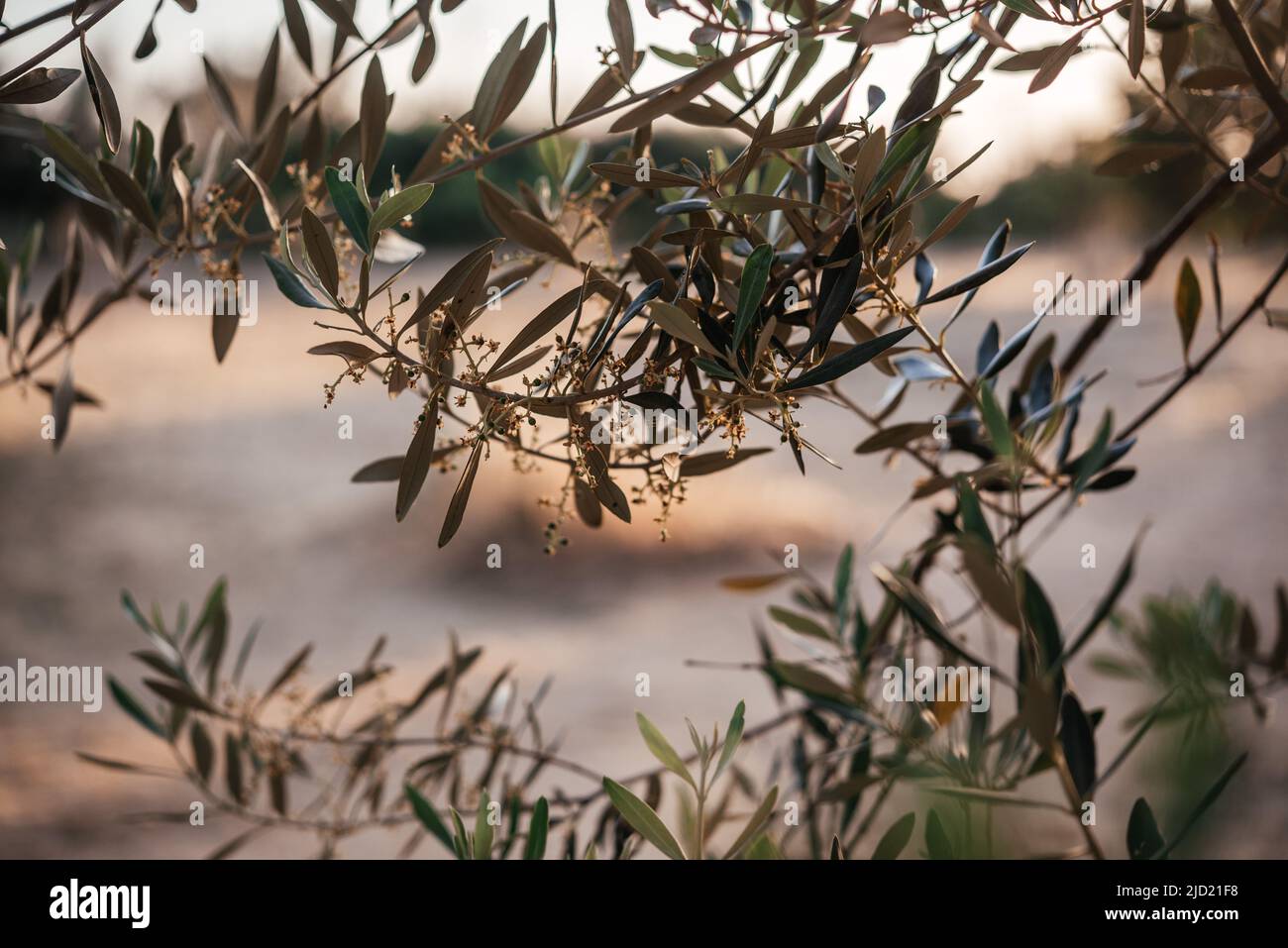Olive garden in the sun hi-res stock photography and images - Alamy