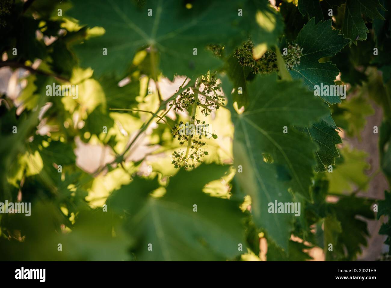 Young blooming cluster of grapes on the grape vine on vineyard with the ...