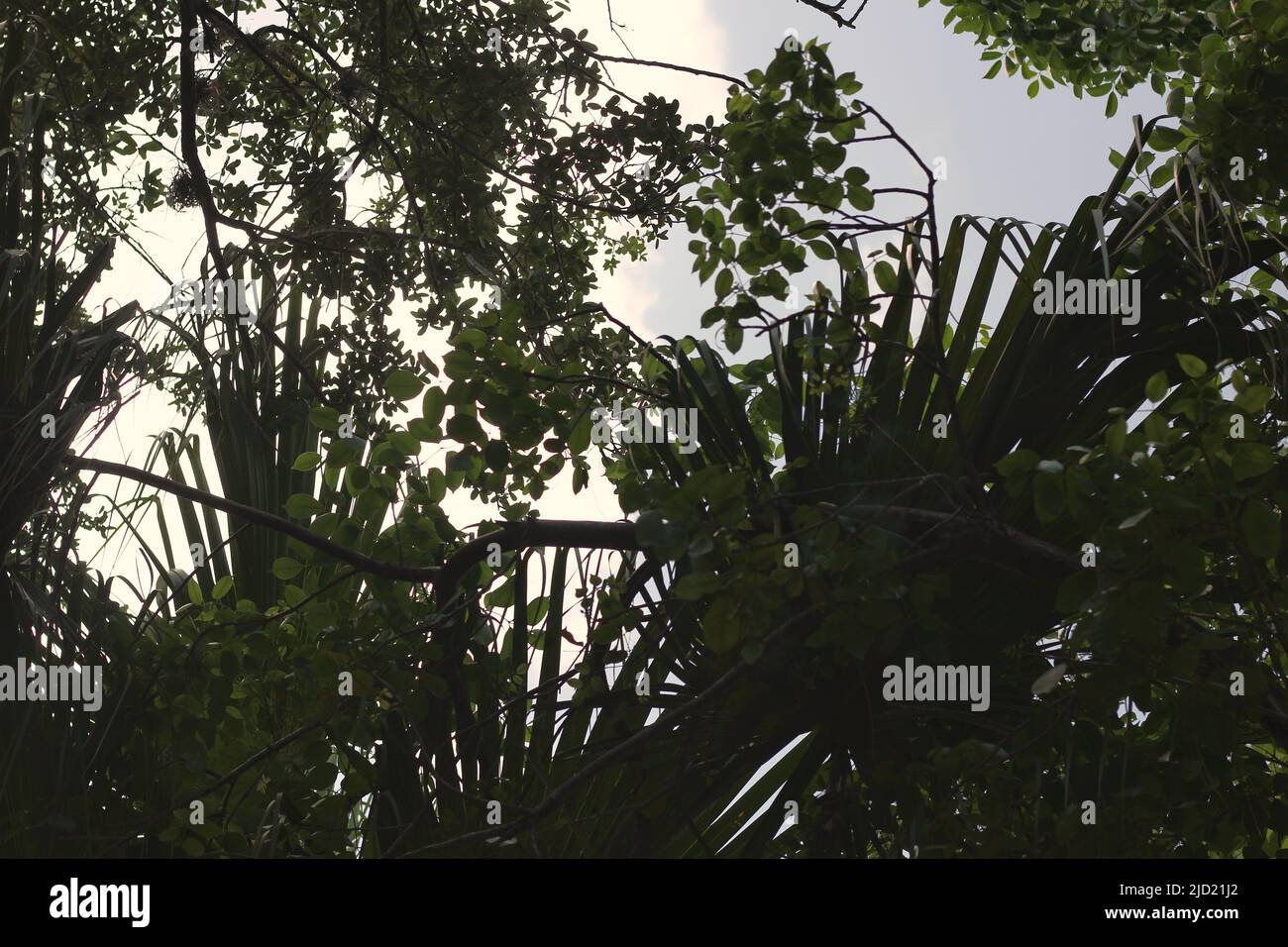 Beautiful tropical palm trees growing in the meadow Stock Photo - Alamy