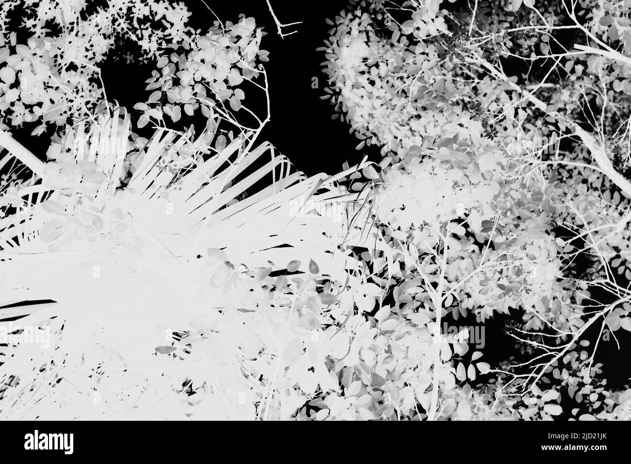 Beautiful tropical palm trees growing in the meadow in high contrast ...