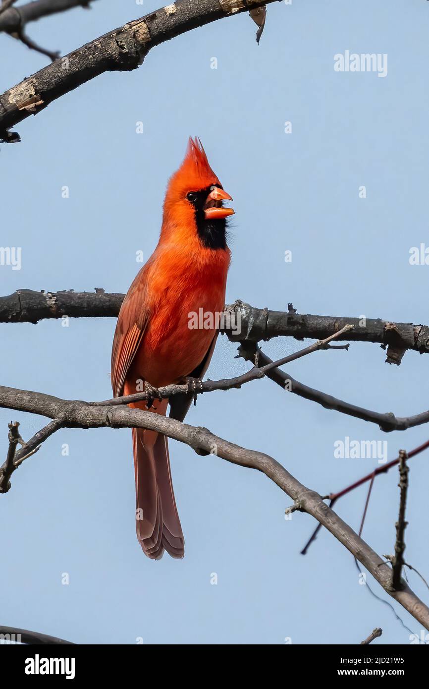 A male cardinal basks in the evening sun in a tree close to my feeders ...