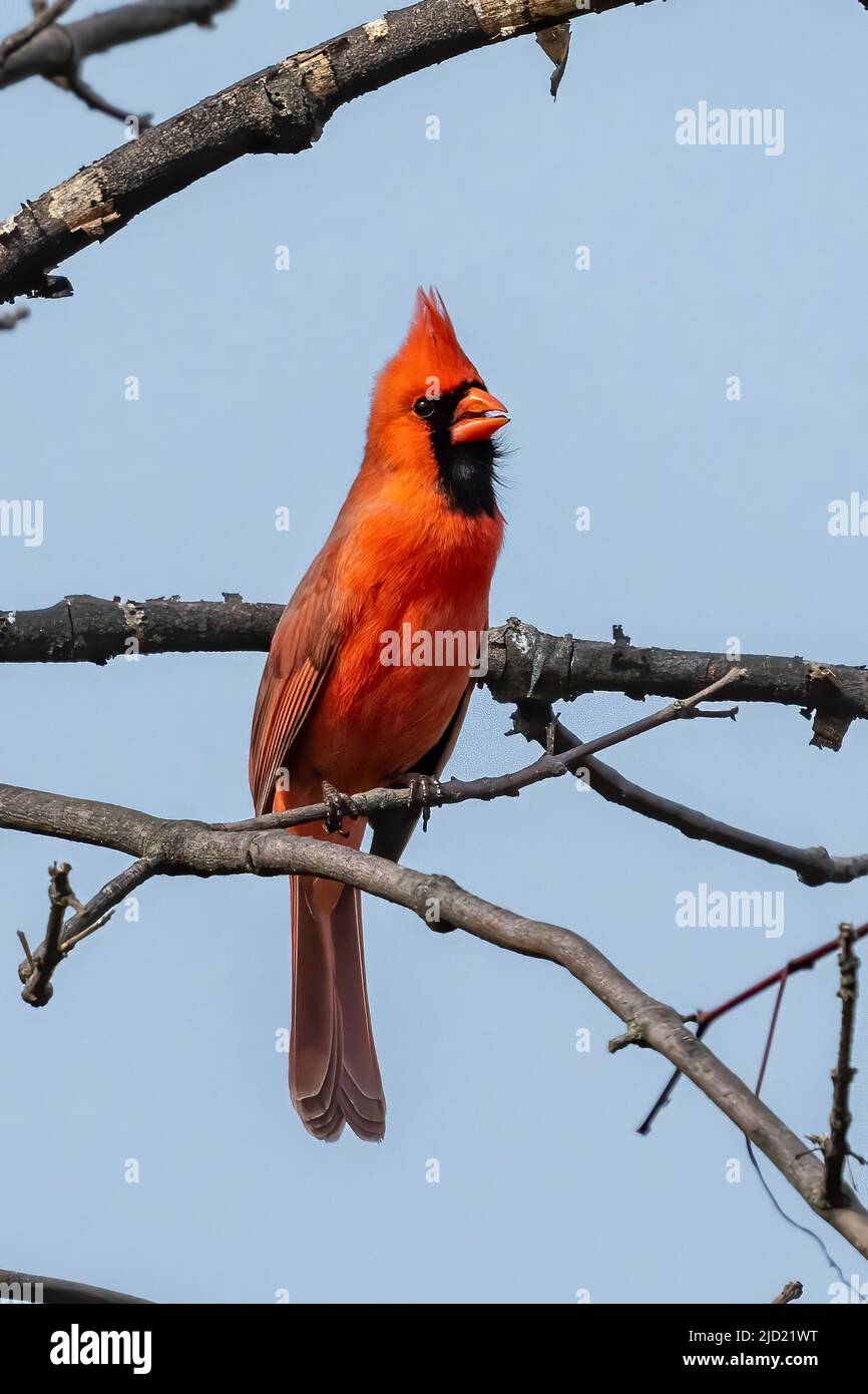 A male cardinal basks in the evening sun in a tree close to my feeders ...