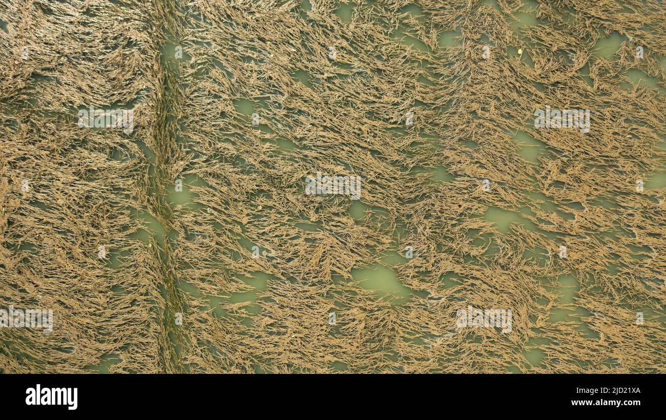 Aerial drone of Sea surface with algae and seaweed Stock Photo - Alamy