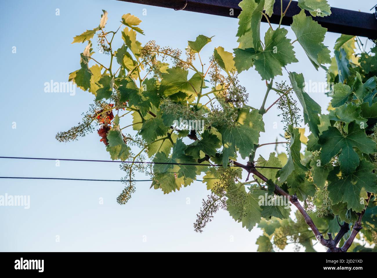 Young blooming grapes sprout on wire trellis in the vineyard Stock ...