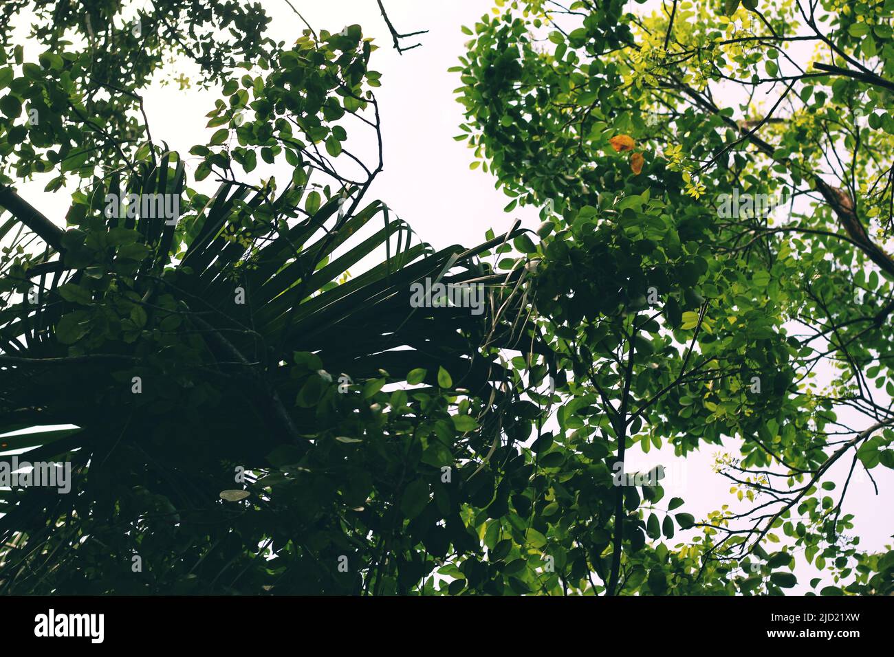 Lush green tropical plants growing in the dense jungle Stock Photo - Alamy