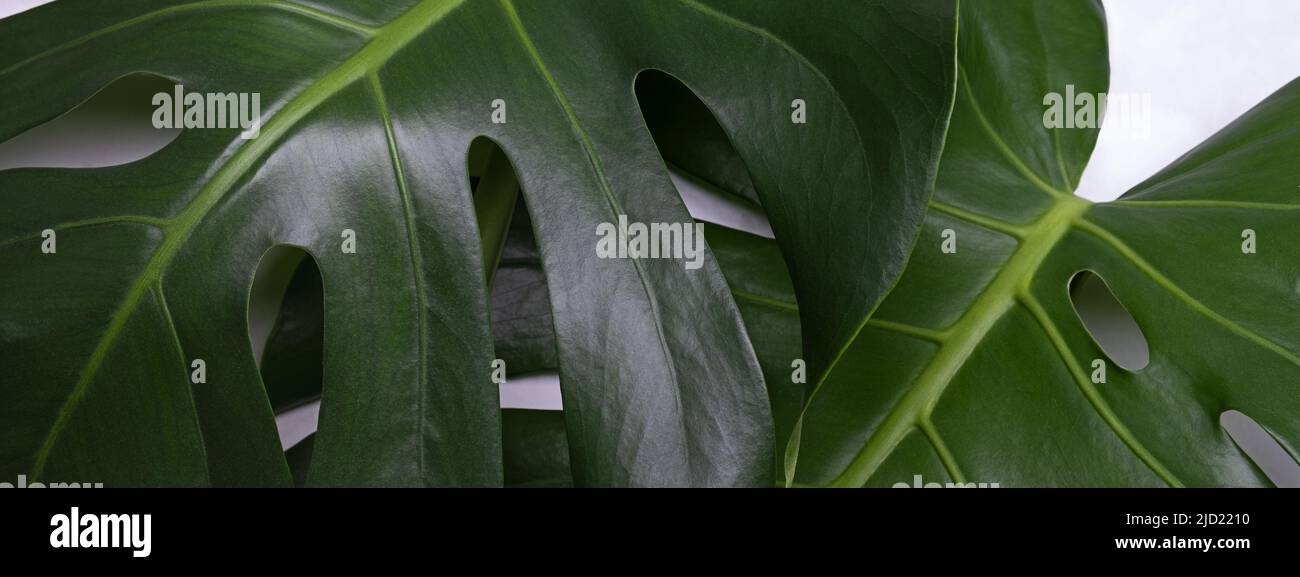 Monstera flower background. Banner. The concept of minimalism. Monstera ...