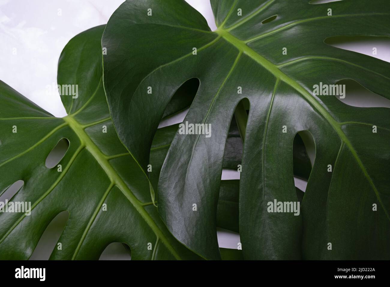 Monstera plant on a grey marble background. concept of minimalism ...