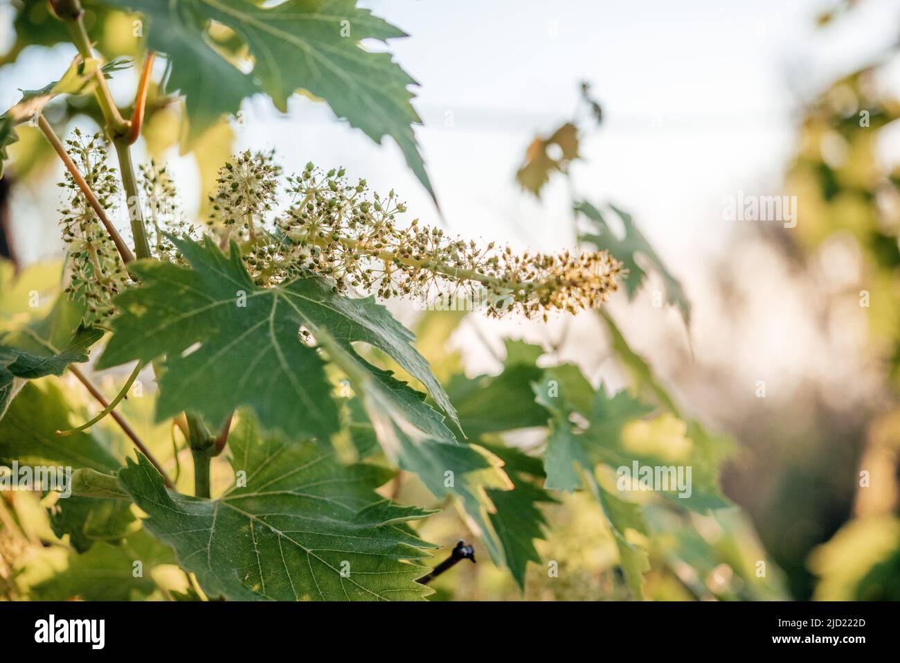 Young blooming cluster of grapes on the grape vine on vineyard against ...