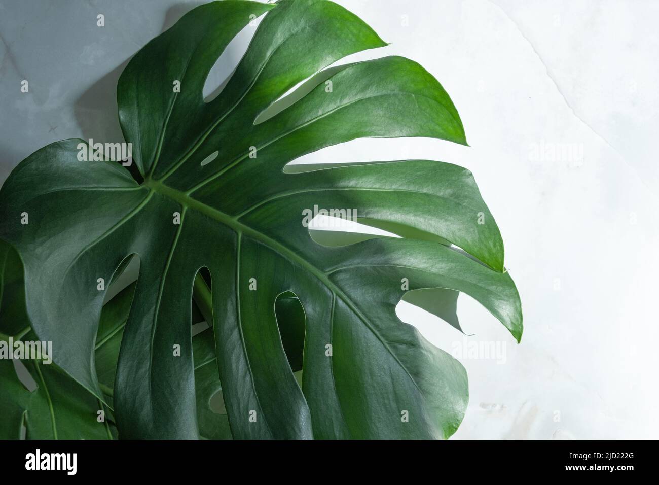 Monstera plant on a grey marble background. concept of minimalism ...