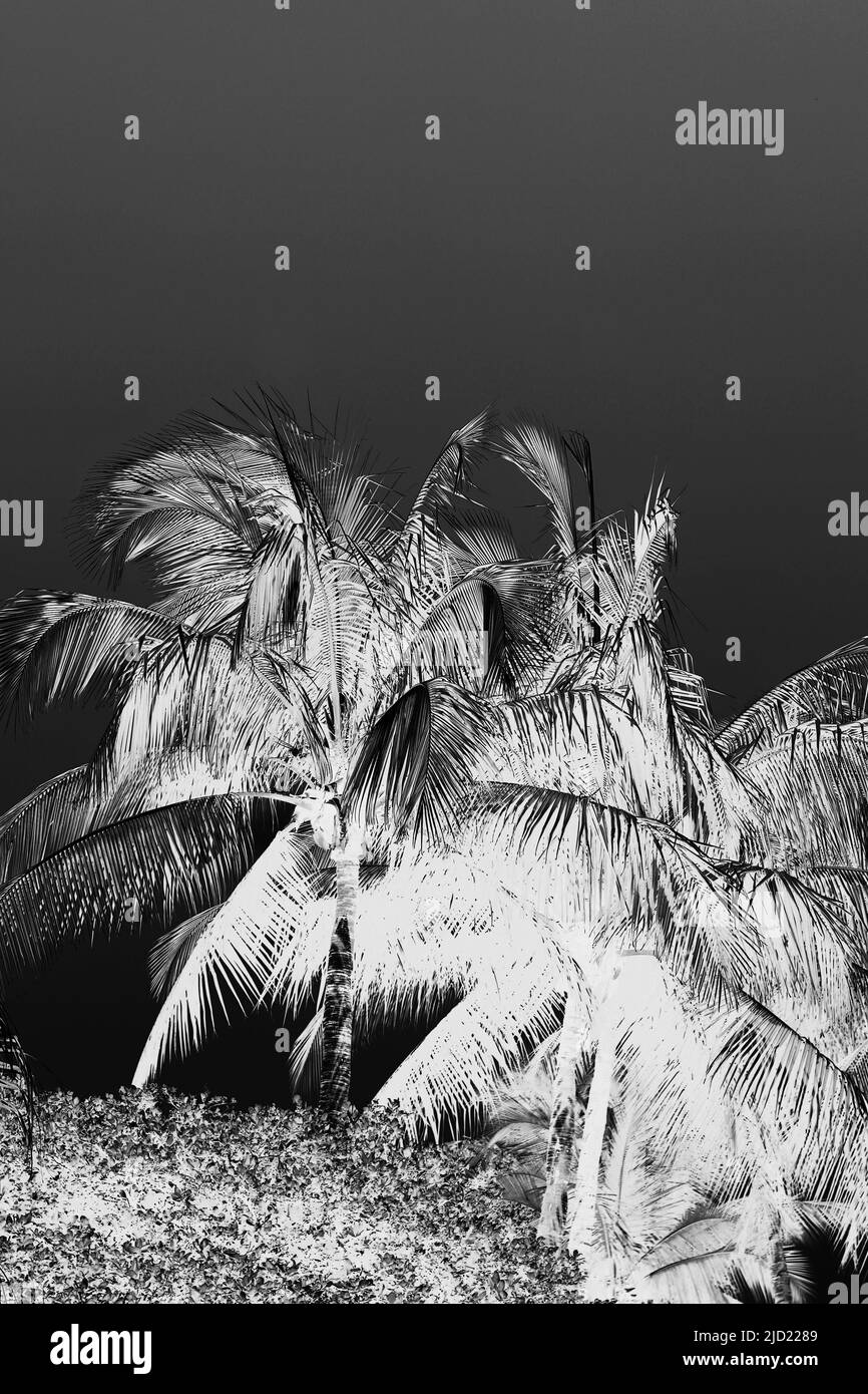 Beautiful tropical palm trees growing in the meadow in high contrast ...