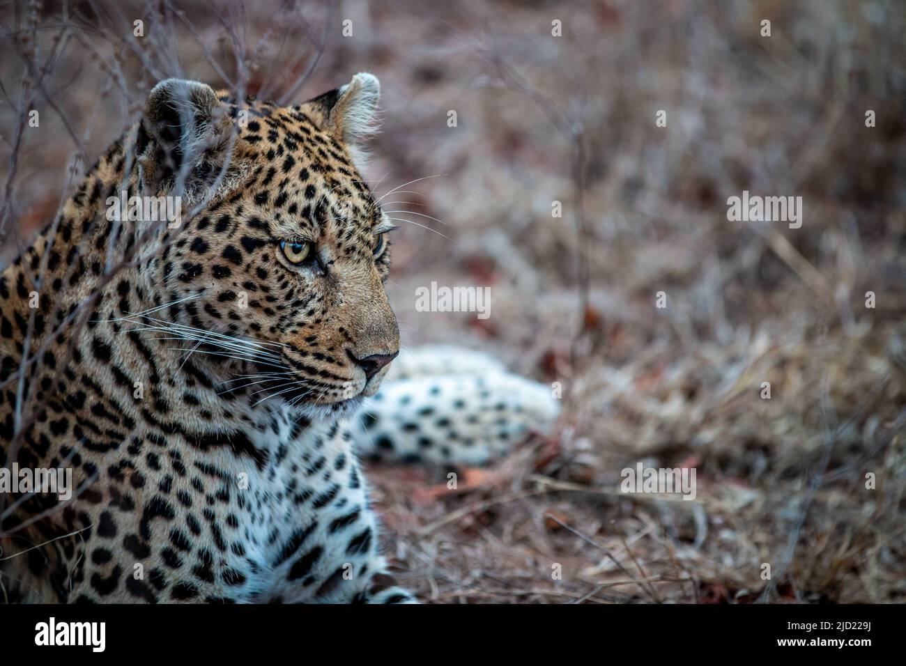 Close up of Leopard laying in the grass in the Kruger National Park ...