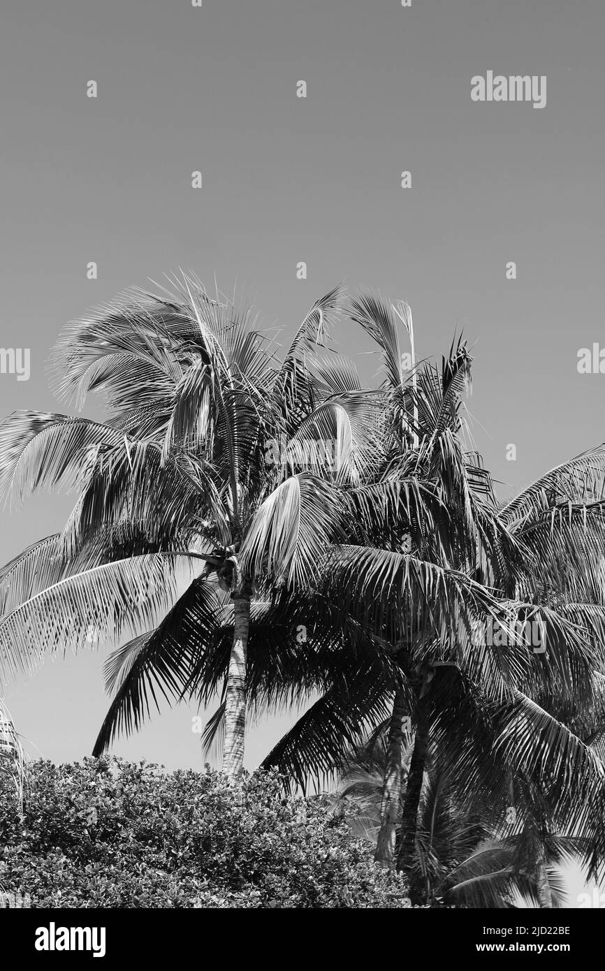 Beautiful tropical palm trees growing in the meadow in black and white ...