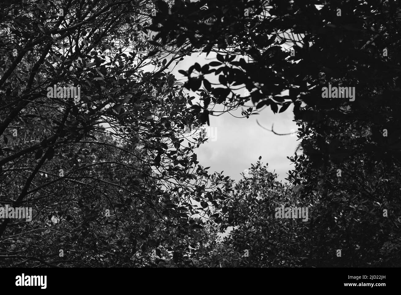 A rare hole to see the sky thru the dense and thick trees growing in ...