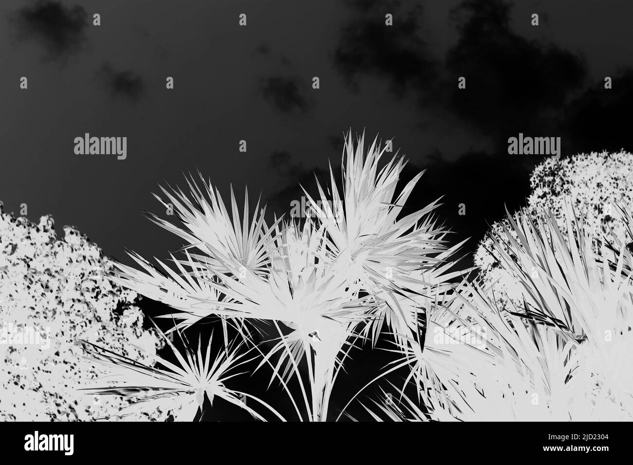 Beautiful tropical palm trees growing in the meadow in high contrast ...