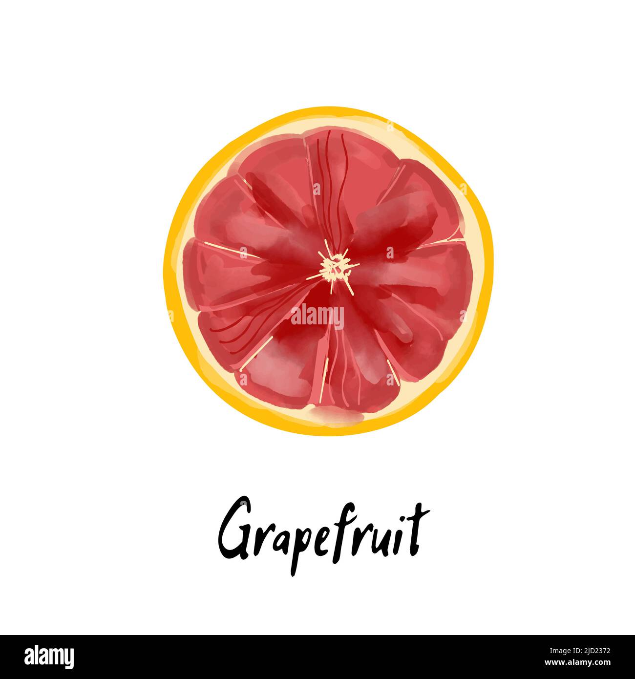 Illustration of grapefruit slice in a watercolor style Stock Vector Image & Art - Alamy