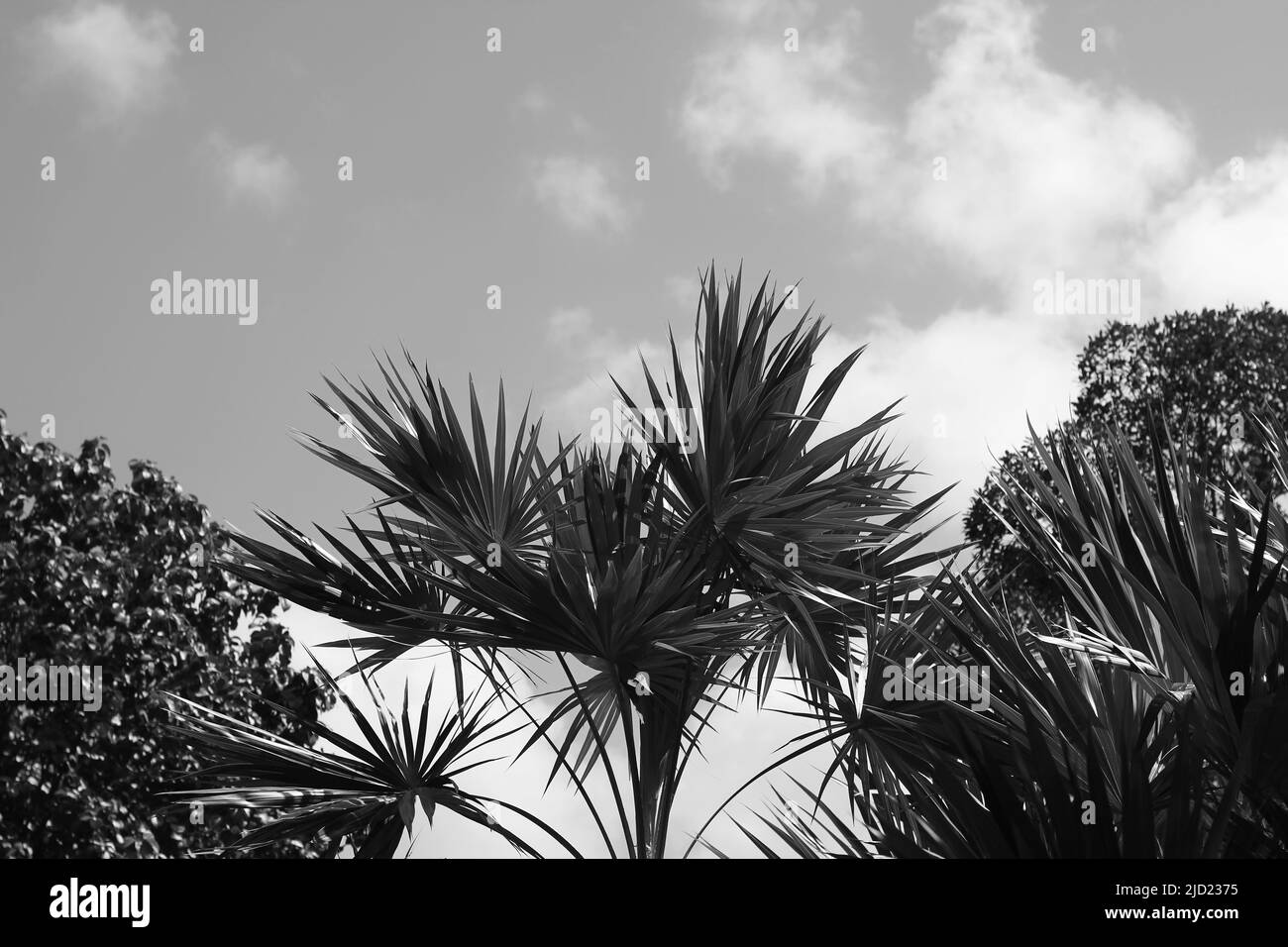 Beautiful tropical palm trees growing in the meadow in black and white ...
