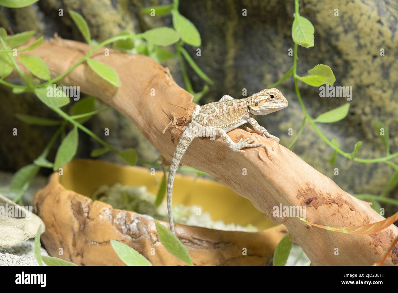 Baby of Bearded lizard Agama in terrarium. Eastern bearded dragon ...