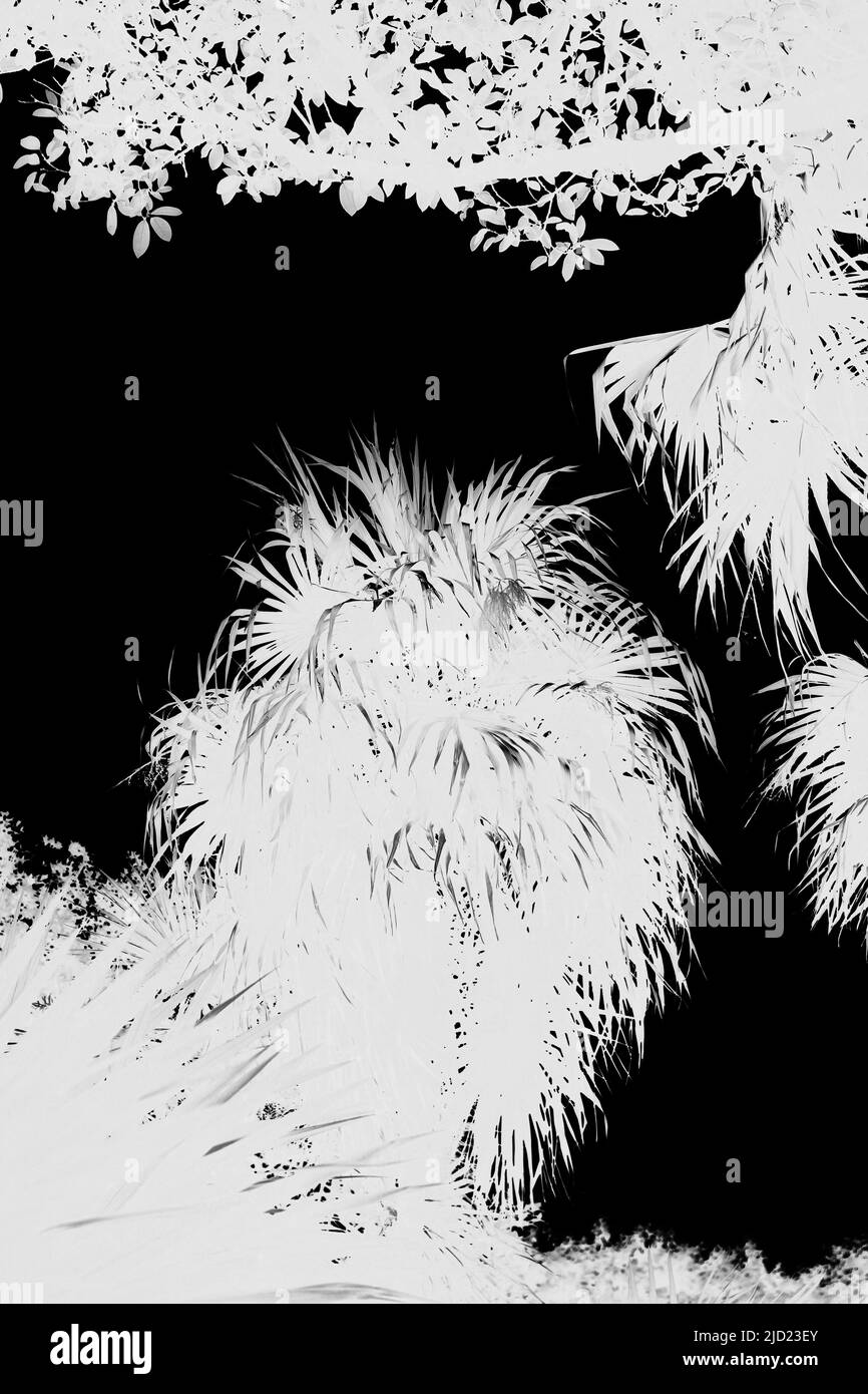 Beautiful tropical palm trees growing in the meadow in high contrast ...