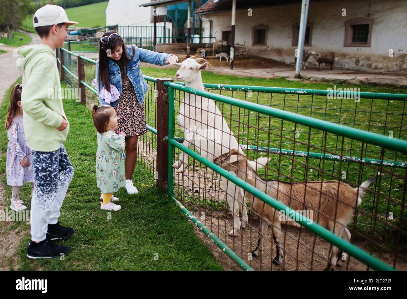 Mother with kids on an animal eco farm feed goats Stock Photo - Alamy