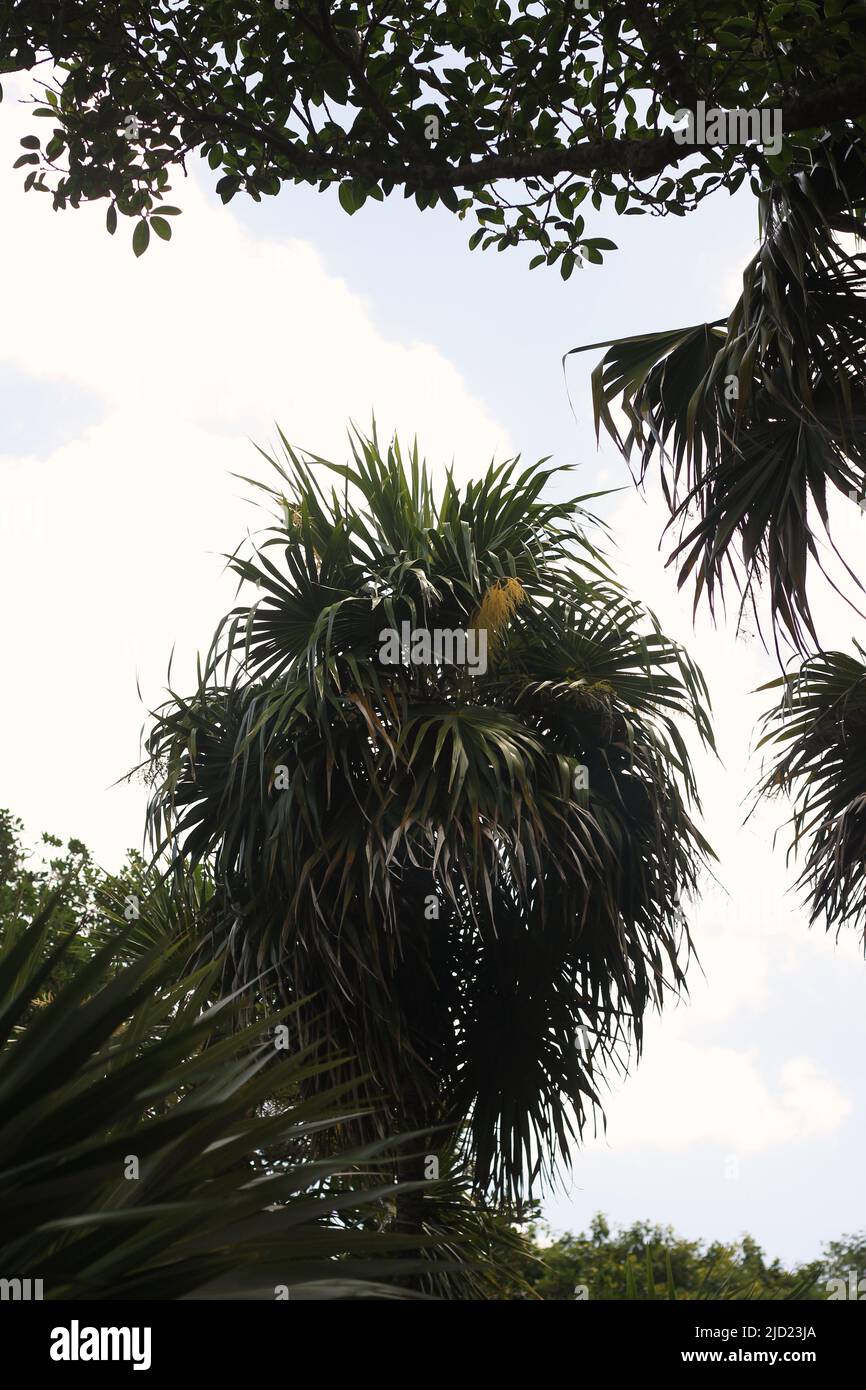 Beautiful tropical palm trees growing in the meadow Stock Photo - Alamy