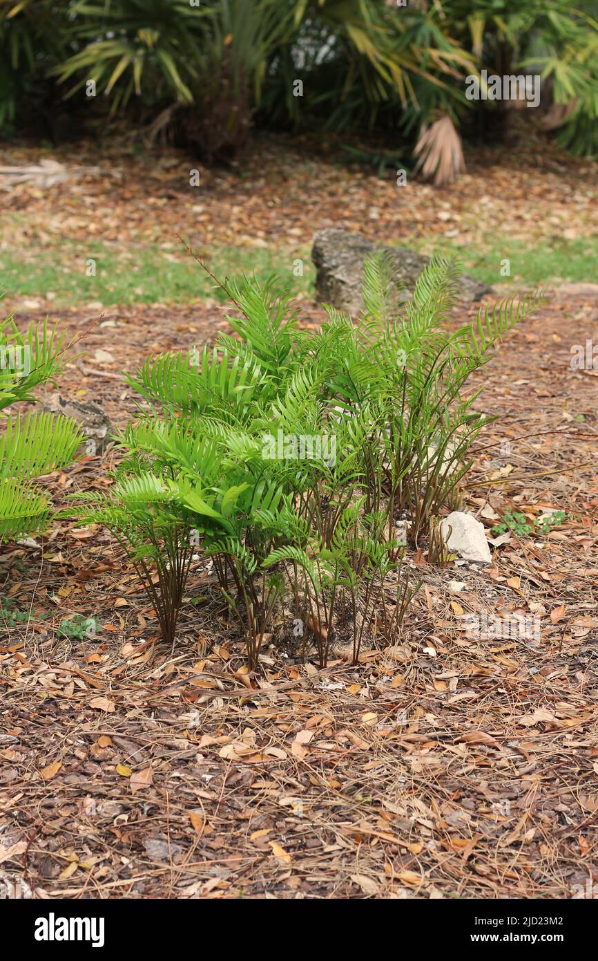 Beautiful tropical palm trees growing in the meadow Stock Photo - Alamy