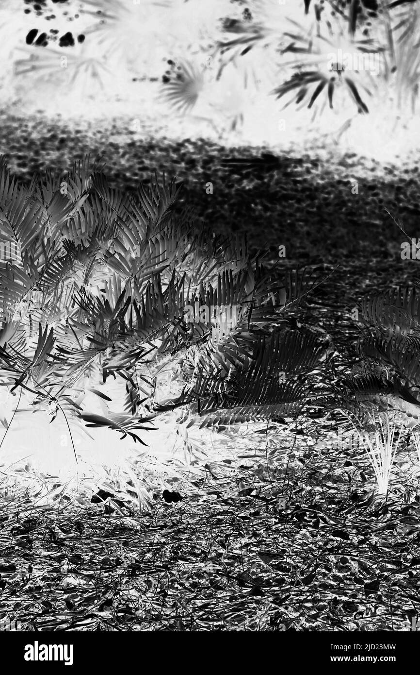 A huge fern bush growing in the garden in high contrast black and white ...