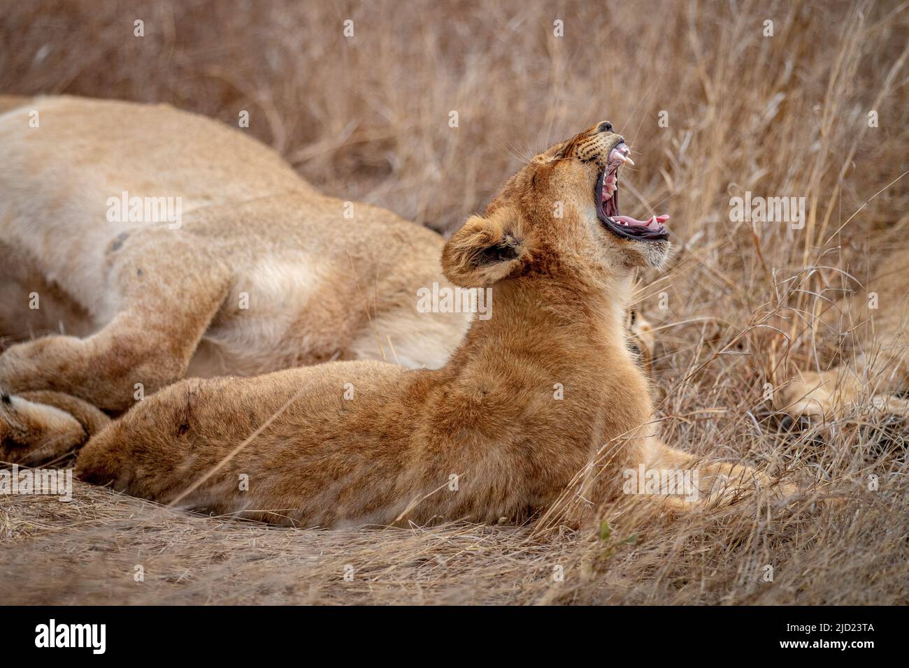 Lion cub yawning while laying down in the Kruger National Park, South ...