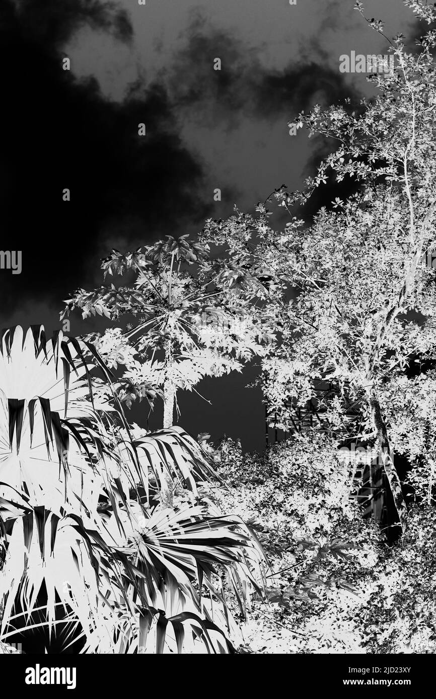 Beautiful tropical palm trees growing in the meadow in high contrast ...