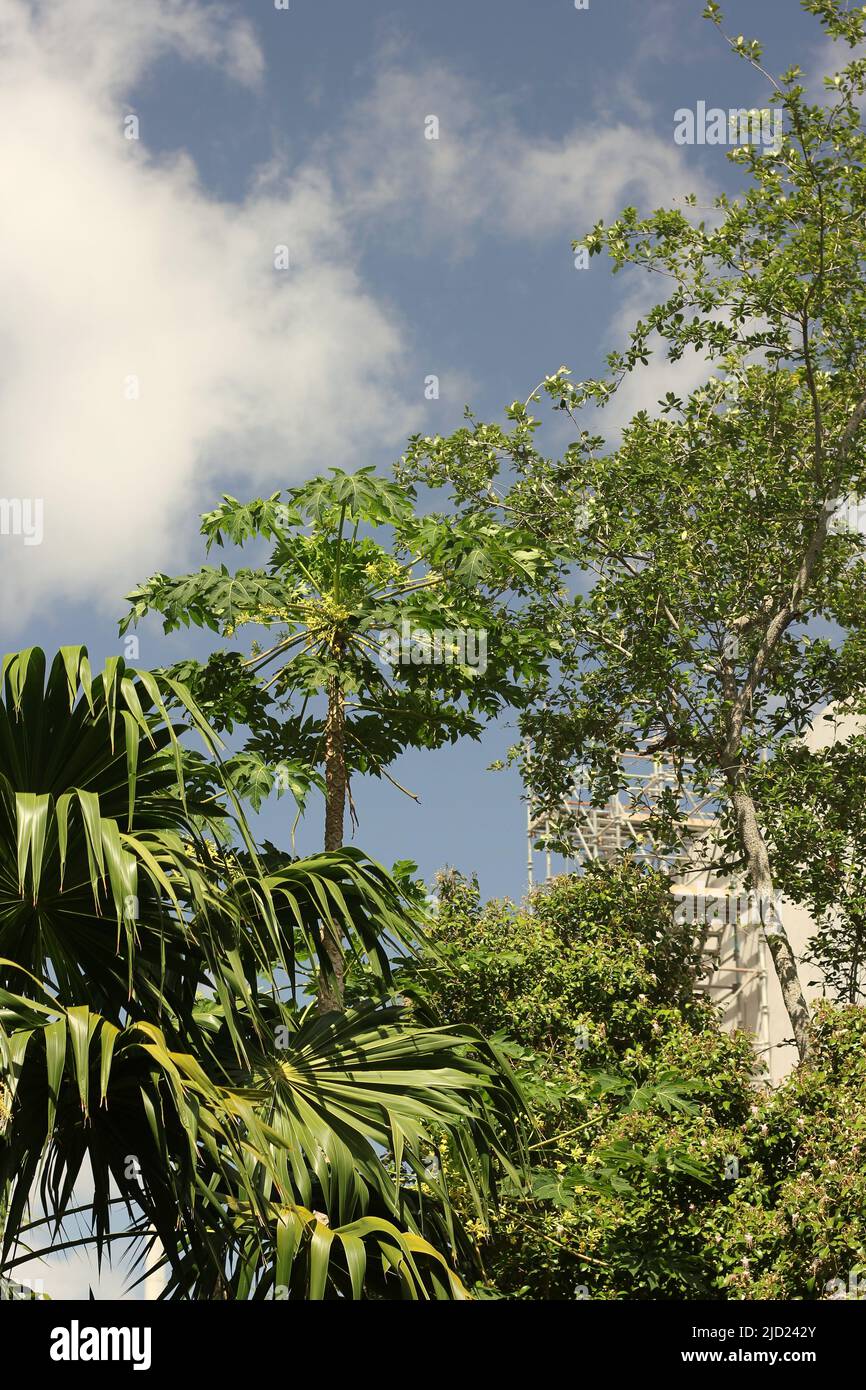 Beautiful tropical palm trees growing in the meadow Stock Photo - Alamy