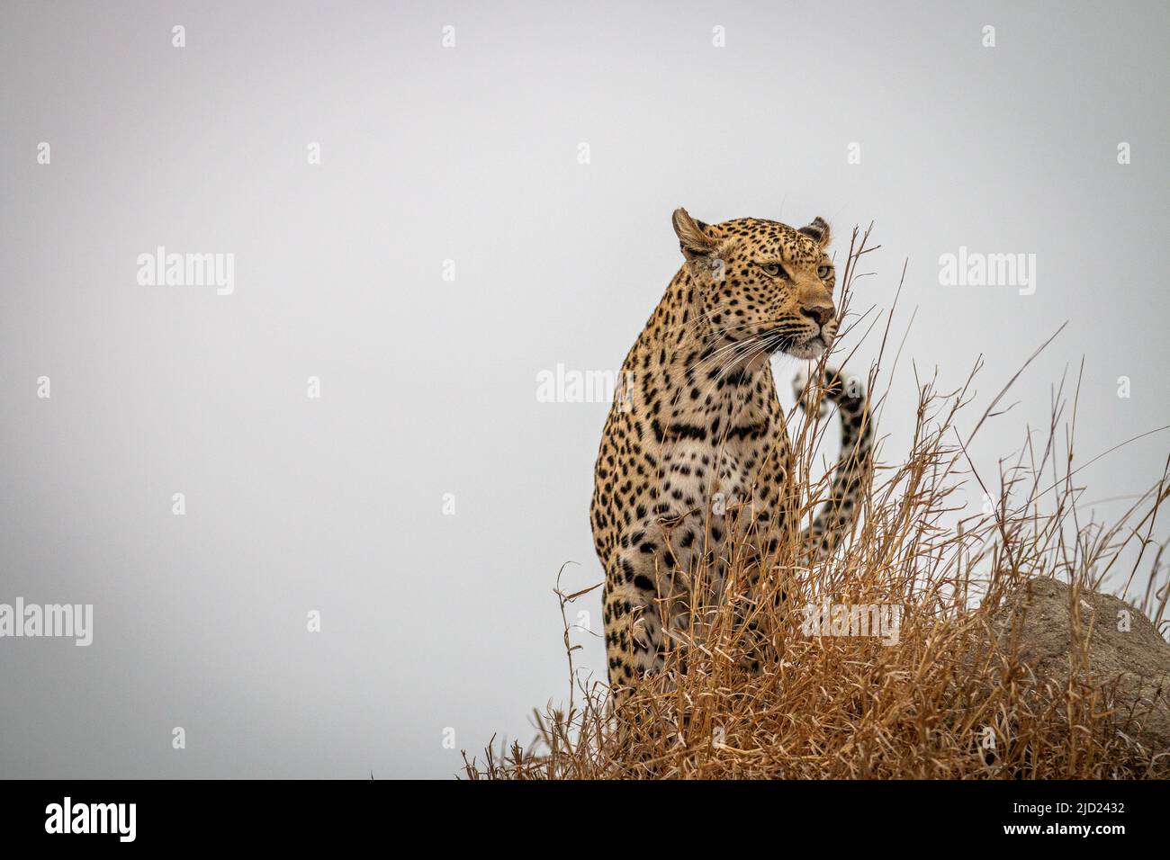 Female Leopard standing on top of a little hump in the Kruger National ...