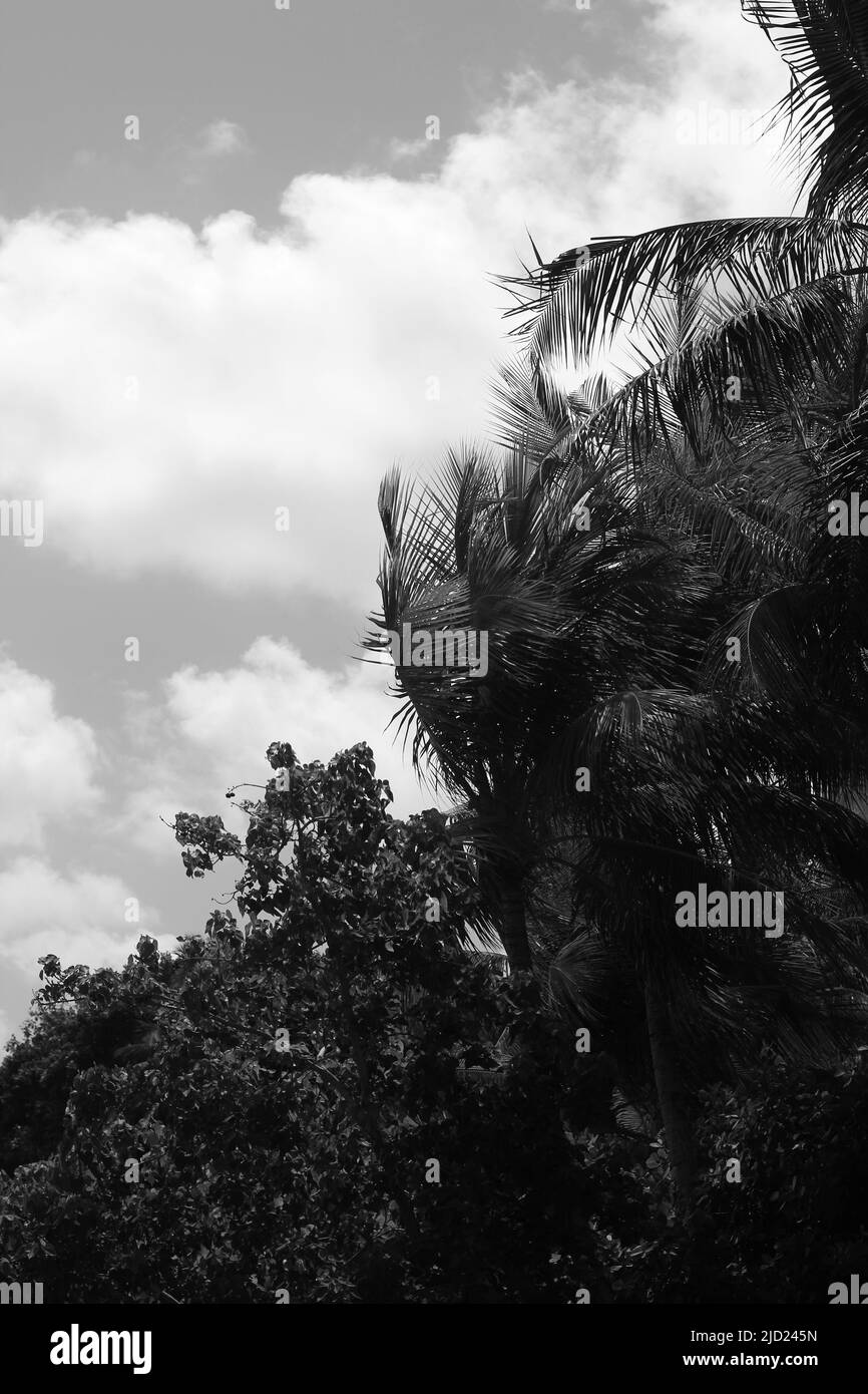 Beautiful tropical palm trees growing in the meadow in black and white ...