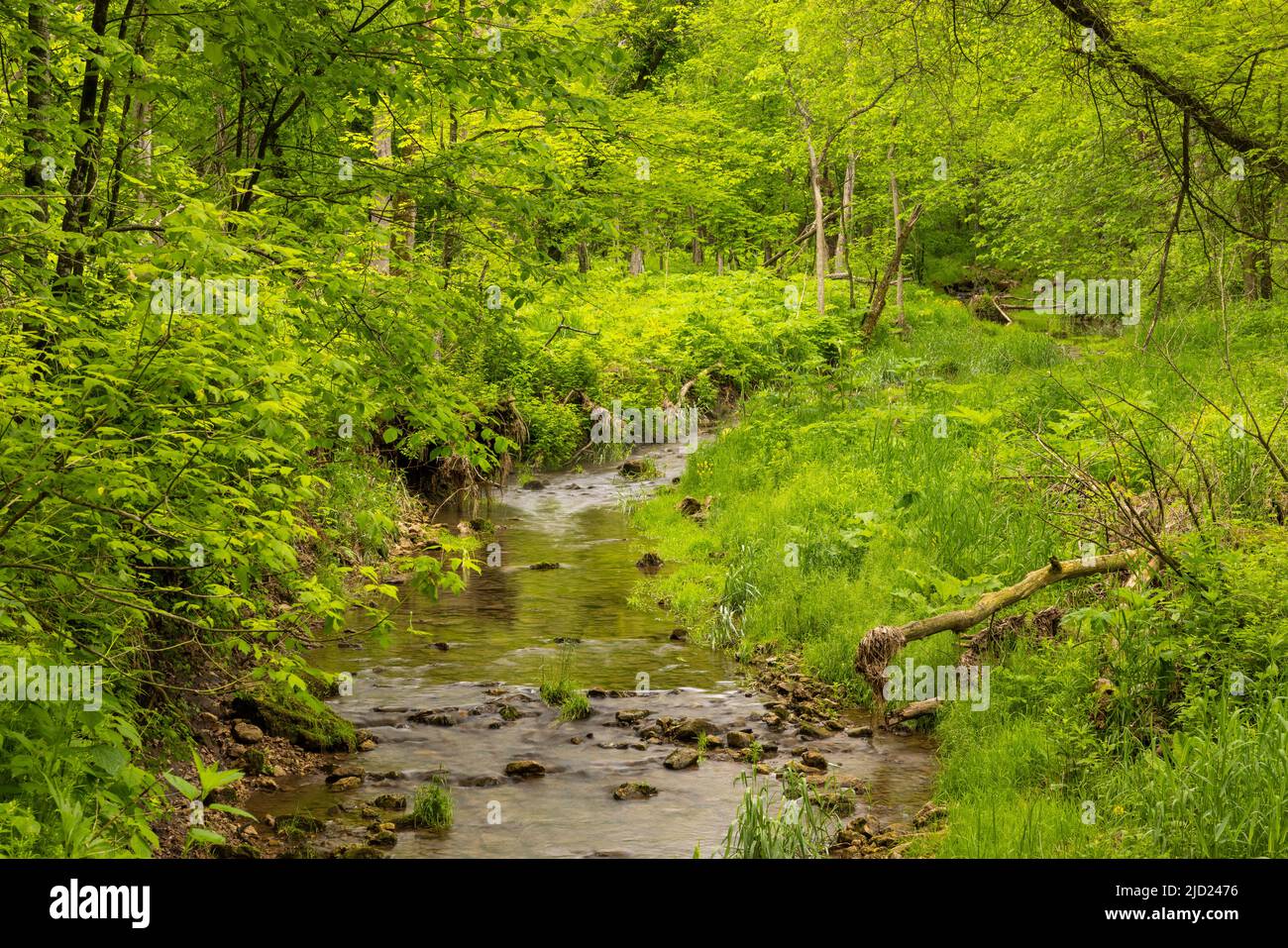 A creek in the woods during spring Stock Photo - Alamy