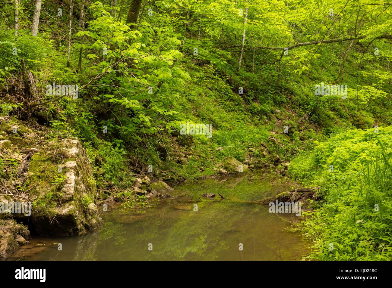A creek in the woods during spring Stock Photo - Alamy