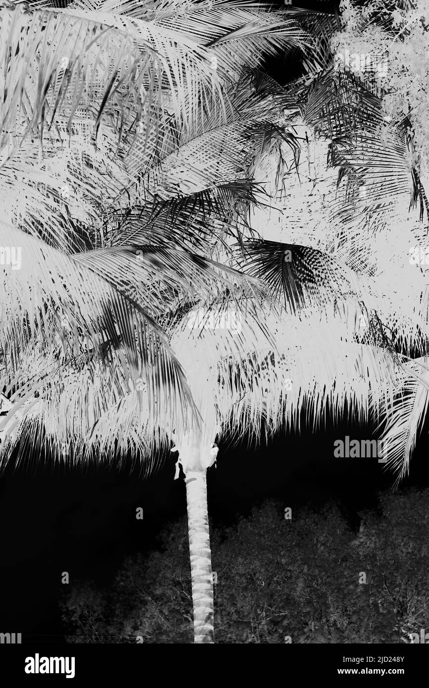 Beautiful tropical palm trees growing in the meadow in high contrast ...