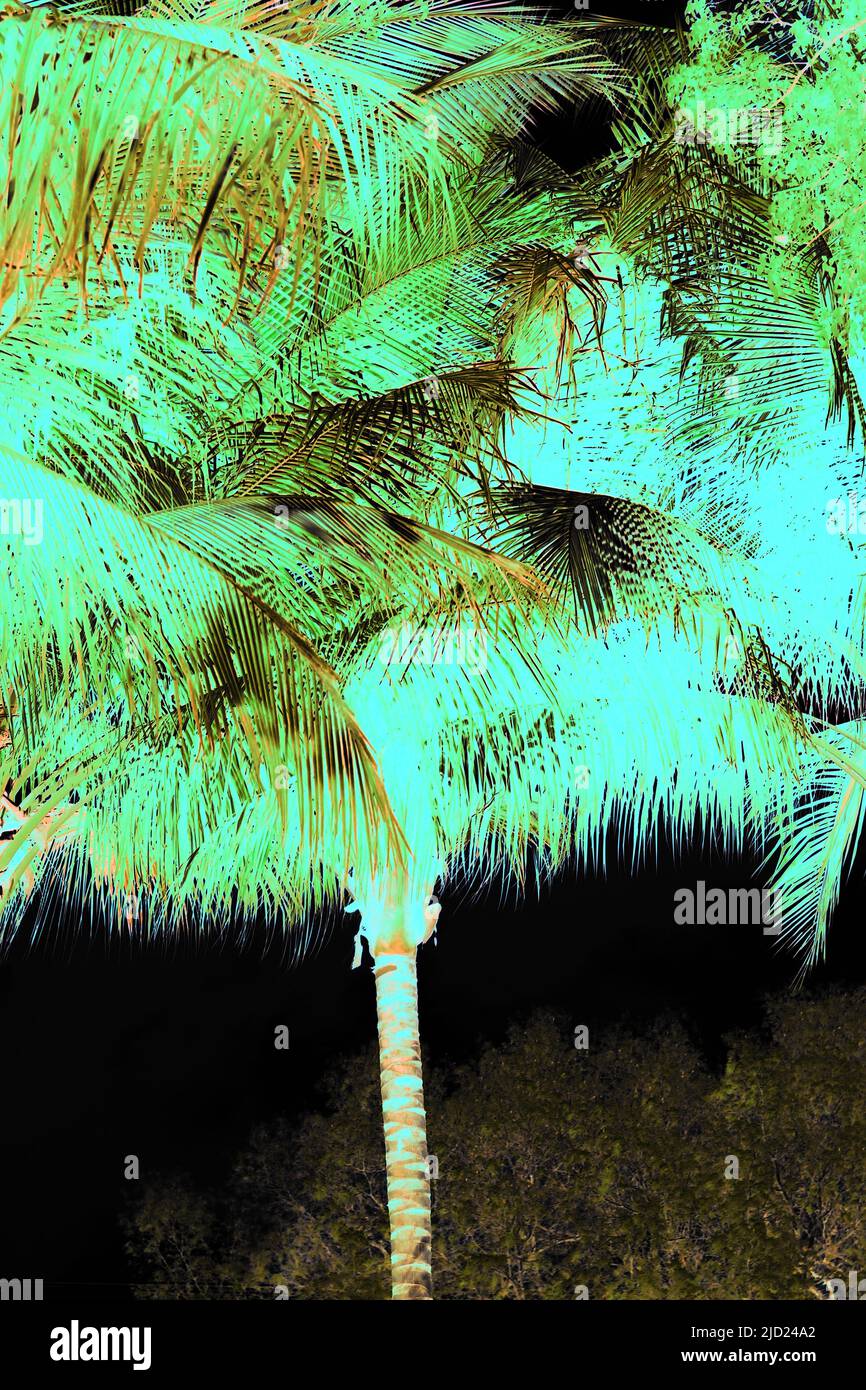 Beautiful tropical palm trees growing in the meadow in a color film ...