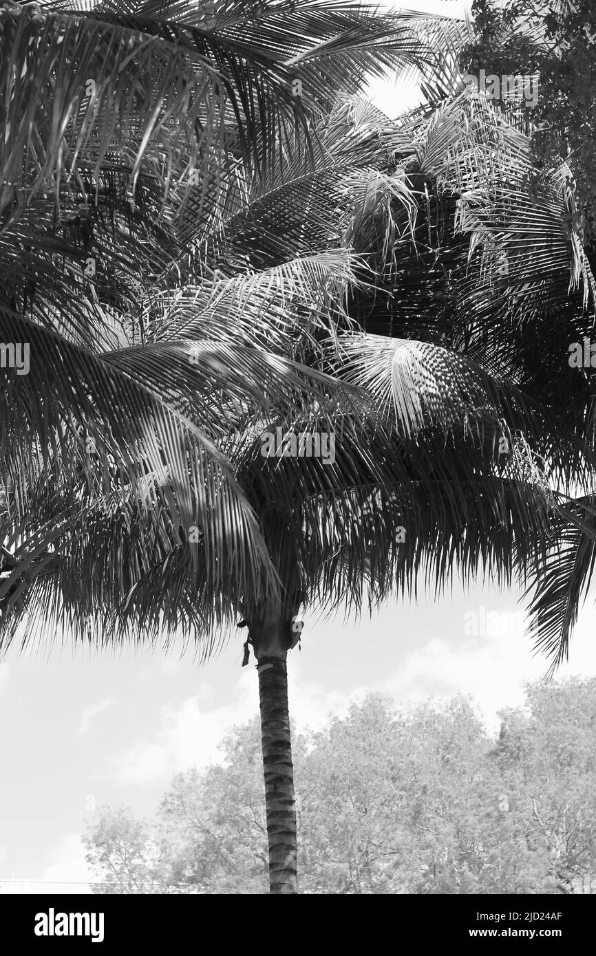 Beautiful tropical palm trees growing in the meadow in black and white ...