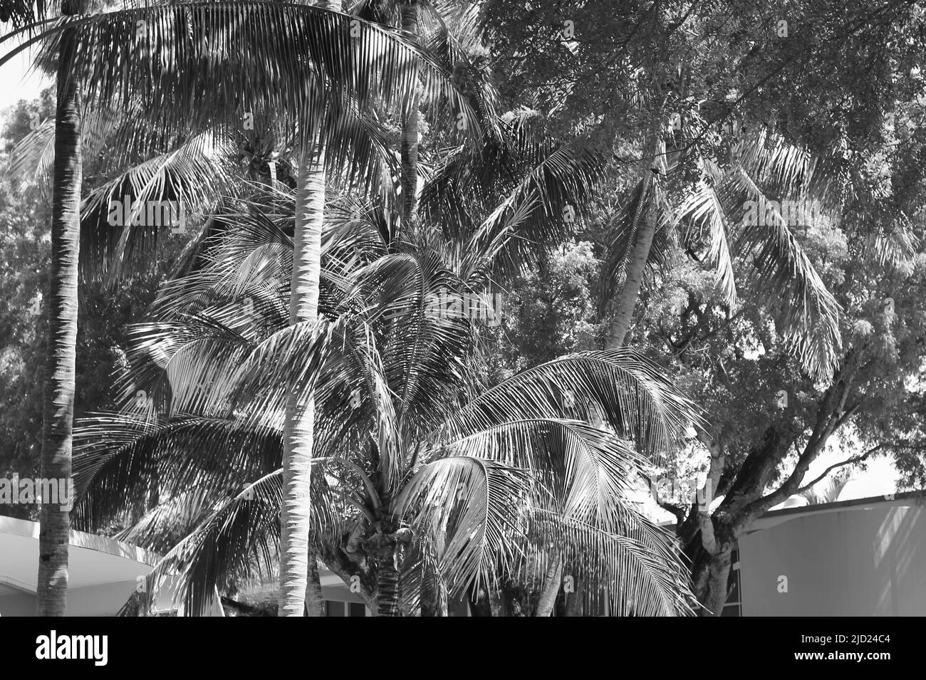 Beautiful tropical palm trees growing in the meadow in black and white ...