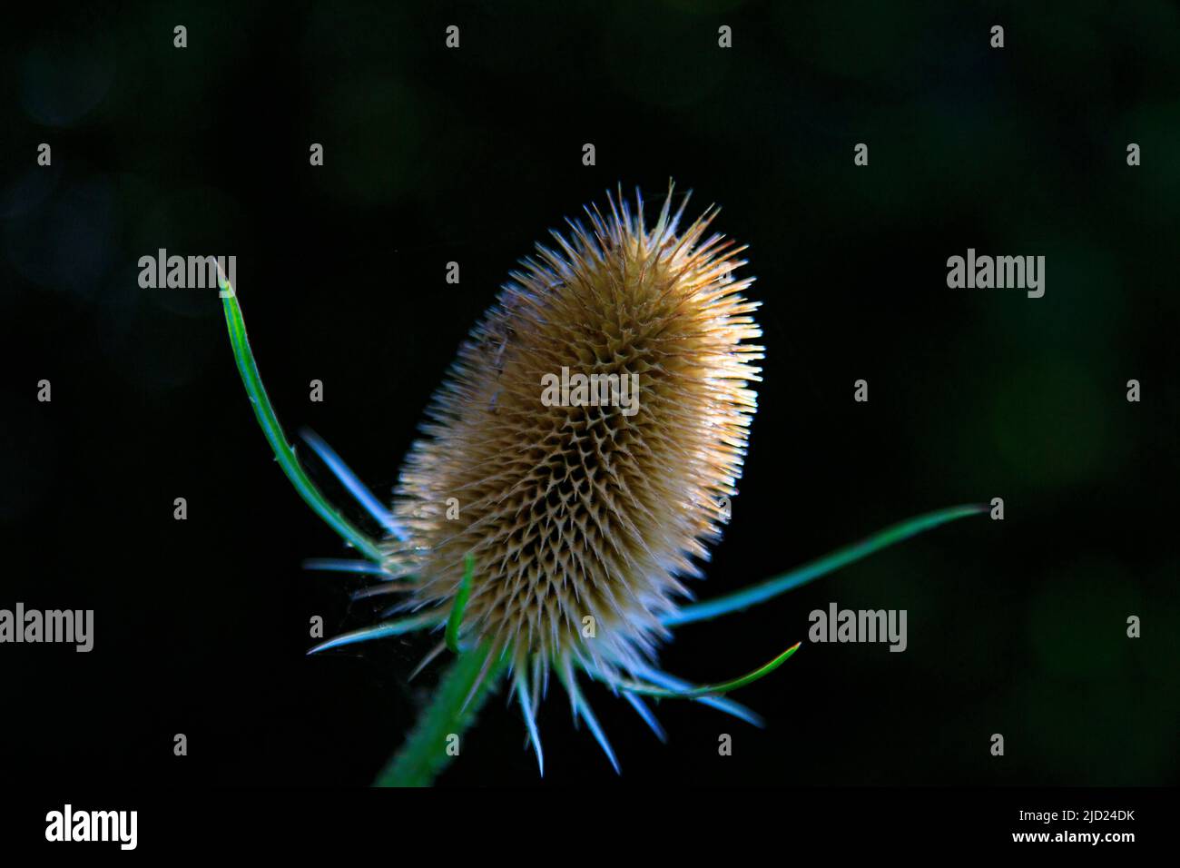 Common teasel flower head (Dipsacus fullonum) at Burrow Farm Gardens ...