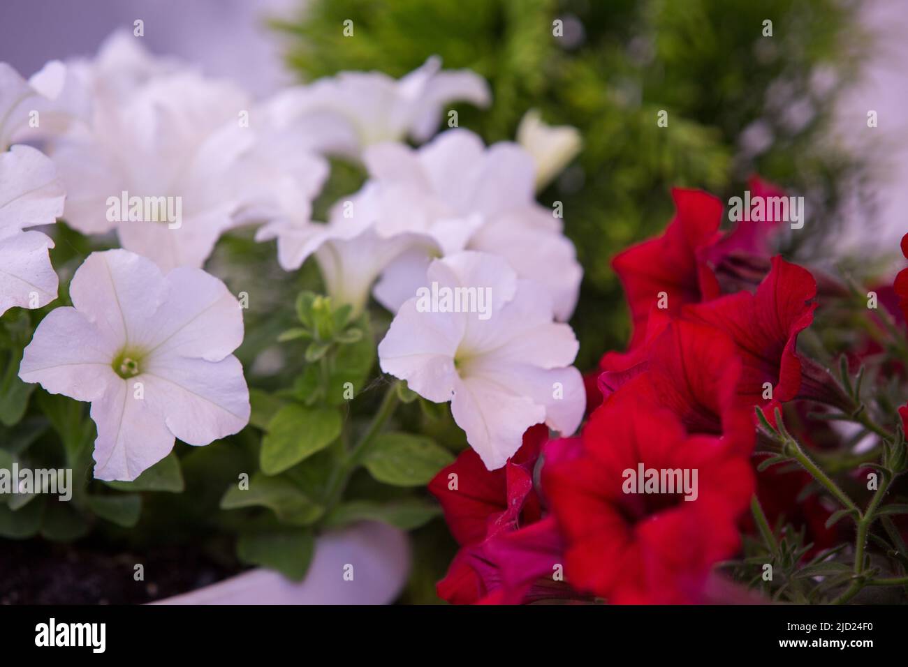 Bright petunia flowers. Background of petunia flowers Stock Photo - Alamy