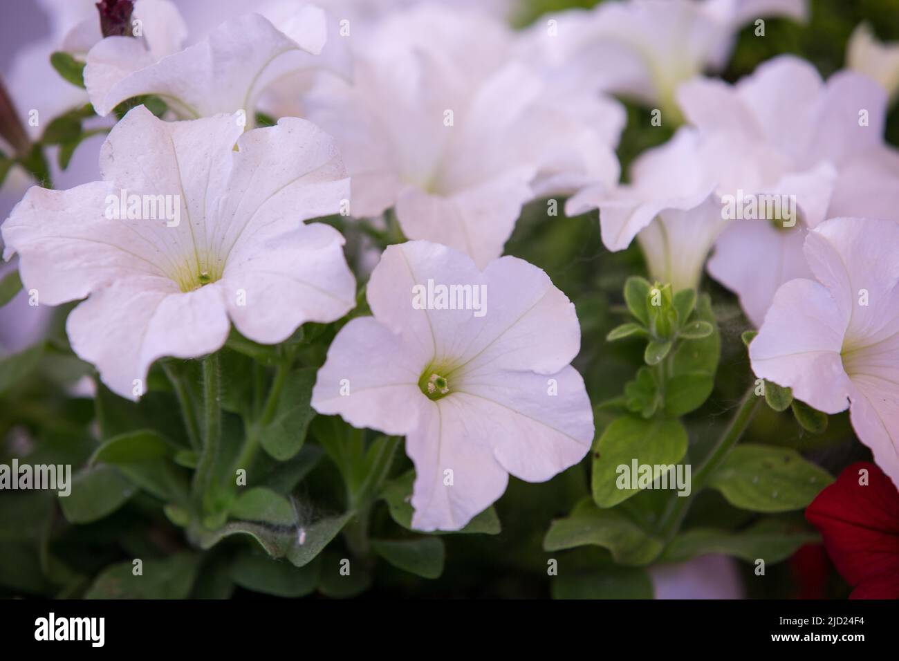 Bright petunia flowers. Background of petunia flowers Stock Photo - Alamy