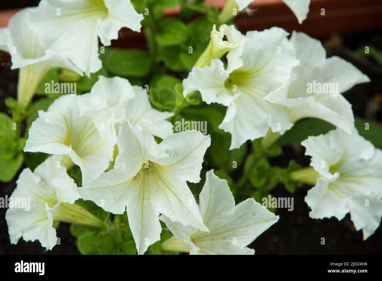 White petunia flower first hi-res stock photography and images - Alamy